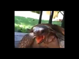Tortuga gimiendo Efecto de Sonido Meme - Voicy