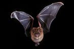 Official Bat Sound Effects Soundboard Voicy