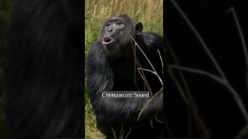 Chimpanzee Sound 10 Meme Sound Effect - Voicy