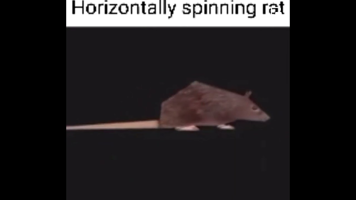 Spinning rat Meme Sound Effect - Voicy
