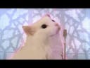 Meow Meow Sounds and Sound Effects - Voicy