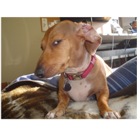 Ksi I know what the dog is doing Meme Sound Effect - Voicy