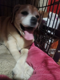 hey diamond Meme Sound Effect - Voicy