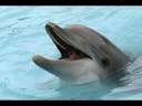 Dolphin Sounds and Sound Effects - Voicy