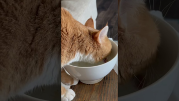 Yummy Meme Sound Effect - Voicy