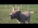 Official Donkey Sound Effects Soundboard - Voicy