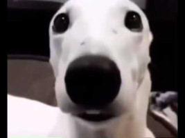 dog shivering Meme Sound Effect - Voicy