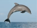 Dolphin Sounds and Sound Effects - Voicy