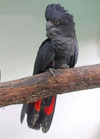 Tropical bird, black cockatoo, single squawk Meme Sound Effect - Voicy