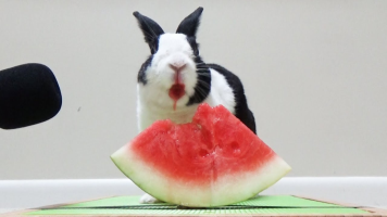 Rabbit eating Meme Sound Effect - Voicy