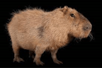 Capybara Sounds and Sound Effects - Voicy