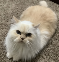 Qna meme Pt 6 Meme Sound Effect - Voicy