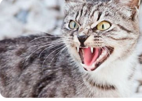 Cat Hiss Meme Sound Effect - Voicy
