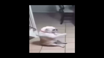 Pedrito me electrocutaste Meme Sound Effect - Voicy