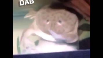 Dabbing Frog Meme Meme Sound Effect - Voicy
