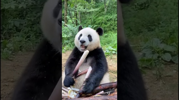 Panda Eating Bamboo Sound Meme Sound Effect - Voicy