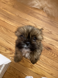 uwu caca Meme Sound Effect - Voicy