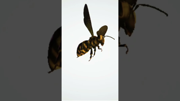 Honey Bee Sound Effect Meme Sound Effect - Voicy