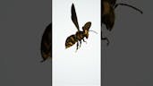 Official Bee Sound Effects Soundboard - Voicy