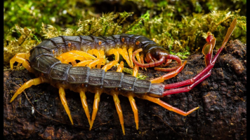 Flag Tail Sounds and Sound Effects - Voicy