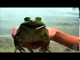 frog ree Meme Sound Effect - Voicy