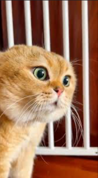 WIZARDYENSID Meme Sound Effect - Voicy