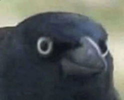 stahp I'm being so for real Meme Sound Effect - Voicy