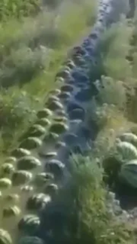 watermelon river Meme Sound Effect - Voicy