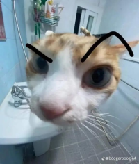 ANGRY BIRD SUS??? Meme Sound Effect - Voicy