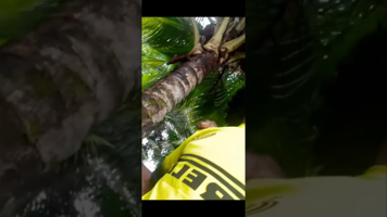 ay este sapo hp ome Meme Sound Effect - Voicy