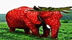 strawberry elephant Meme Sound Effect - Voicy