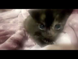 dee dee dee dinky dinky Meme Sound Effect - Voicy