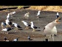 Official Seagull Sound Effects Soundboard - Voicy