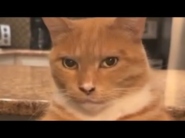 A cat mewing Meme Sound Effect - Voicy