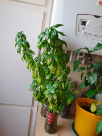 je vais te faire courir rouquin Meme Sound Effect - Voicy