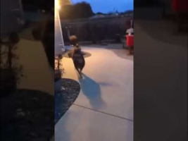 DOG GOES: GORP!!! Meme Sound Effect - Voicy