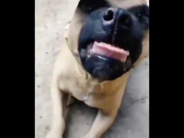 Perro riendo Meme Sound Effect - Voicy
