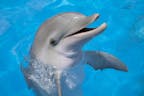 Dolphin Sounds and Sound Effects - Voicy