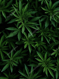 Кульбаби Meme Sound Effect - Voicy