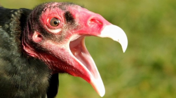 Vulture Meme Sound Effect - Voicy