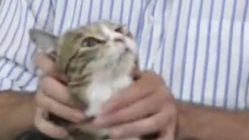 SQUISH THAT CAT Meme Sound Effect - Voicy