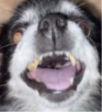 knut music Meme Sound Effect - Voicy