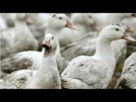 Duck SFX Meme Sound Effect - Voicy