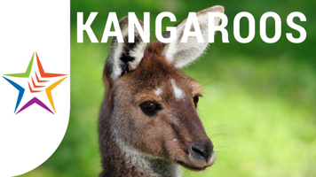 Kangaroos Sounds and Sound Effects - Voicy