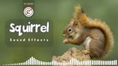 Official Squirrel Sound Effects Soundboard - Voicy