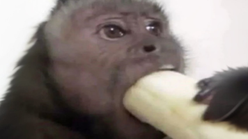 Funny Meme Sound Effect - Voicy