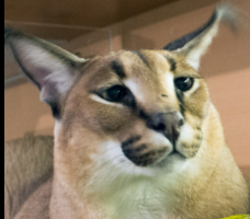 Floppa Sounds and Sound Effects - Voicy