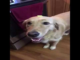 Butter Dog Meme Sound Effect - Voicy