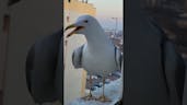 Official Seagull Sound Effects Soundboard - Voicy