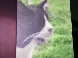 cat singing Meme Sound Effect - Voicy